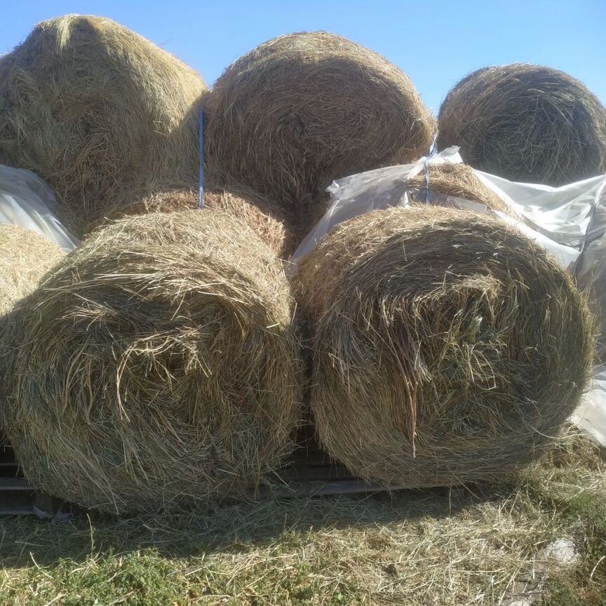 Продам сено в рулонах