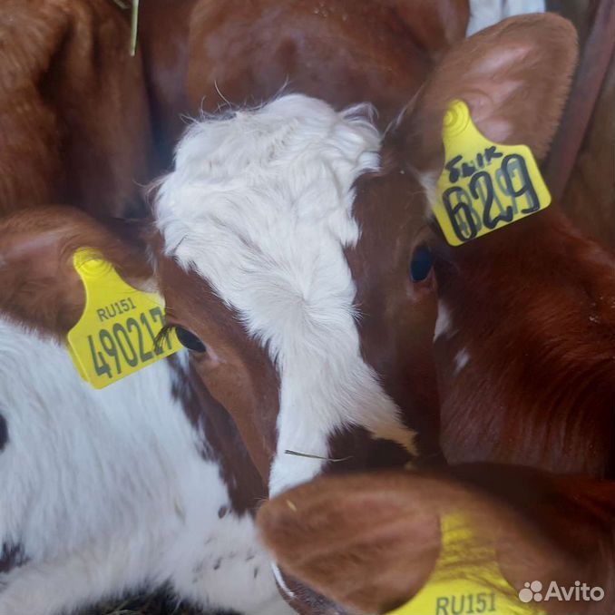 Телята бычки сементалы