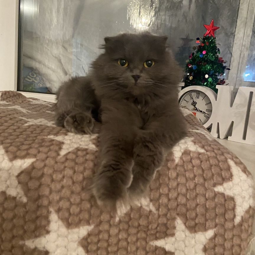 Кошка в добрые руки