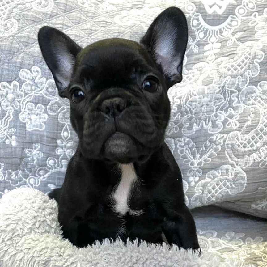 Французский бульдог щенки девочка и мальчик