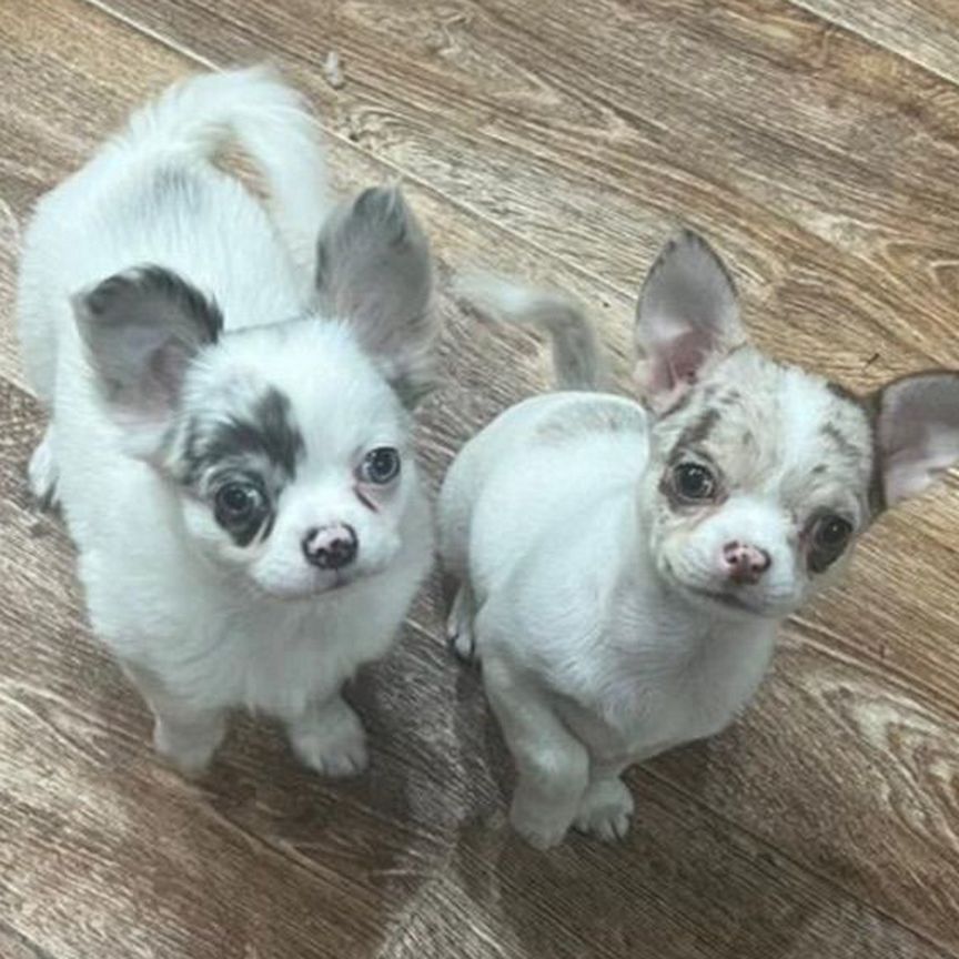 Щенки чихуахуа