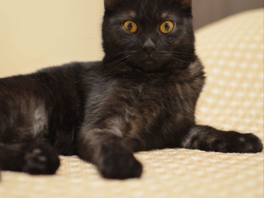 Кошки в добрые руки бесплатно