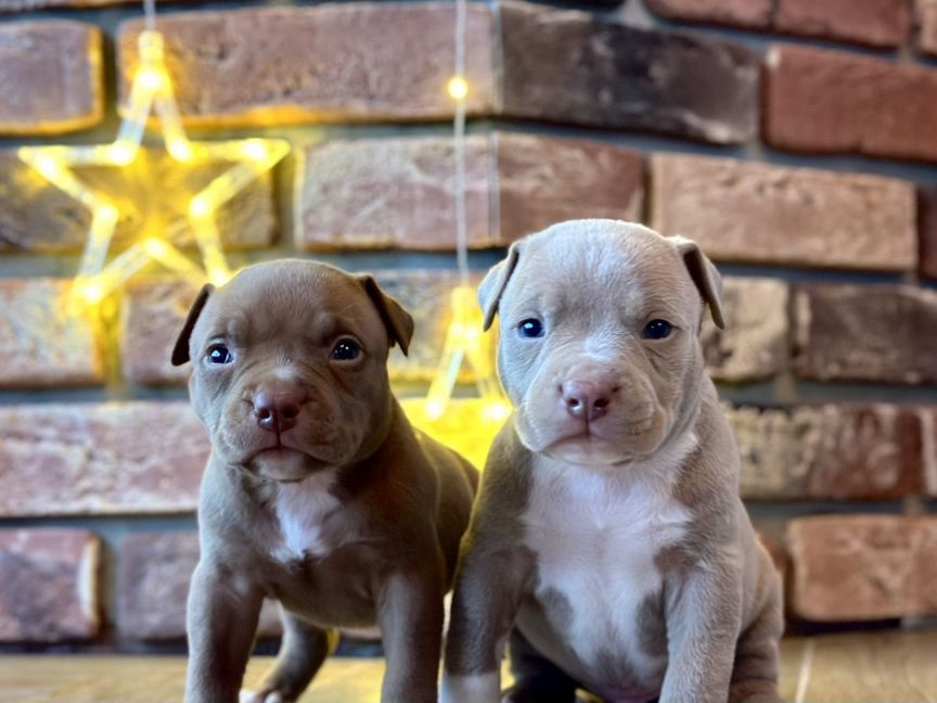 Американский булли покет щенки