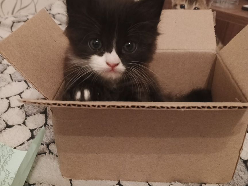 Котята в добрые руки бесплатно