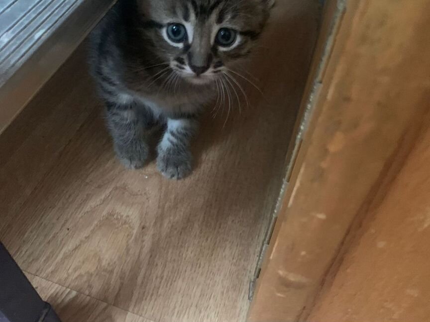 Котики бесплатно в добрые руки