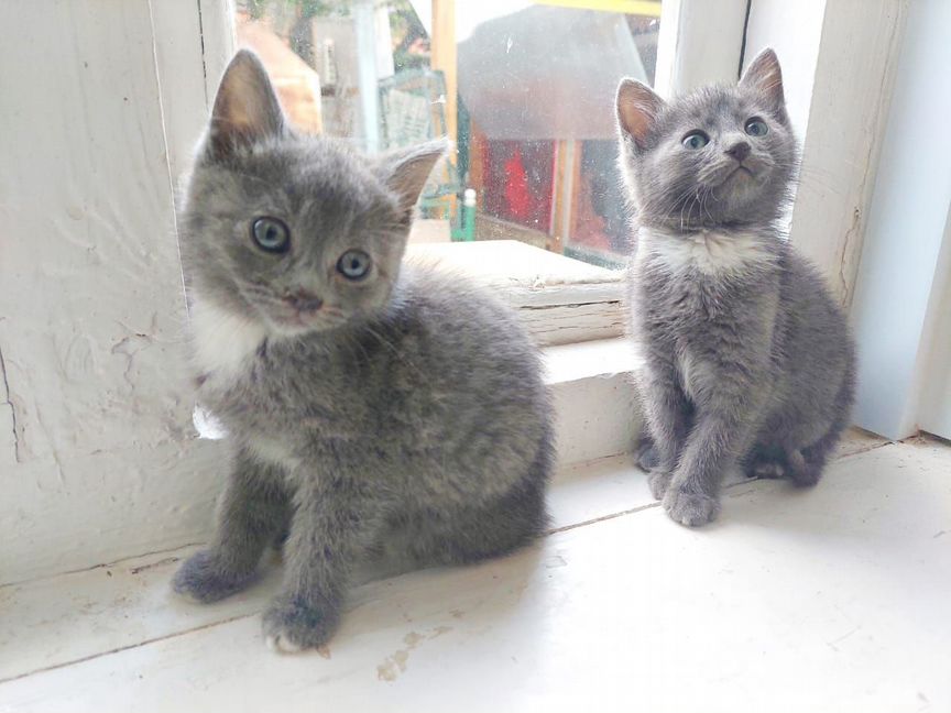 Котята