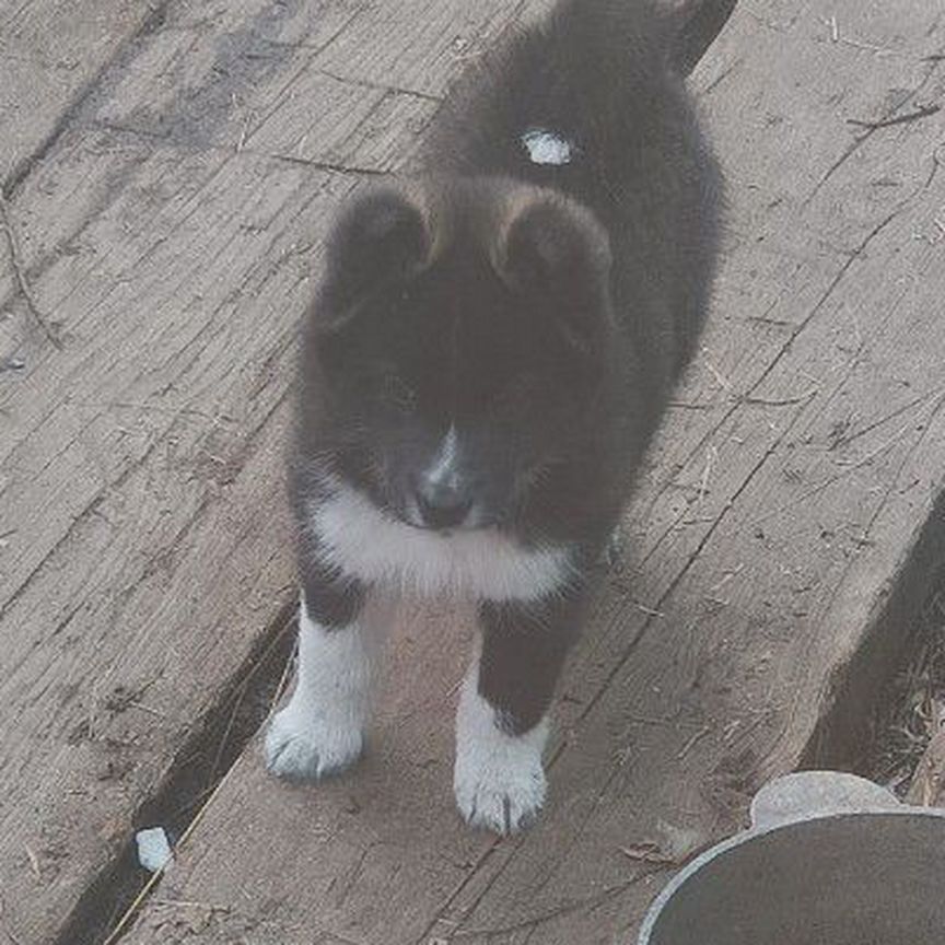 Русско-европейская лайка, щенок