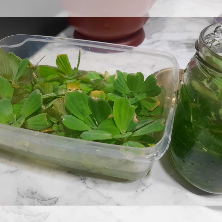 Отдам прополку