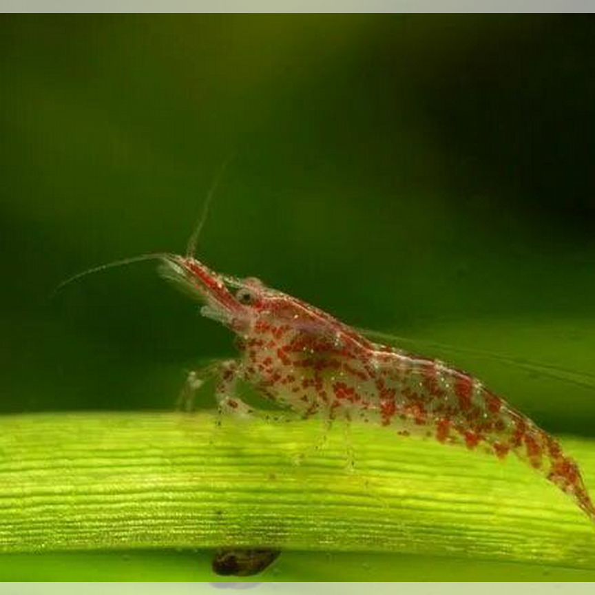 Креветки вишня, анциструс, пеллия