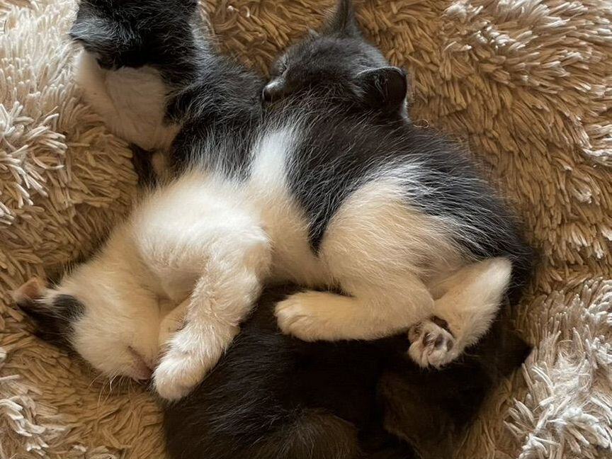 Отдам бесплатно котят