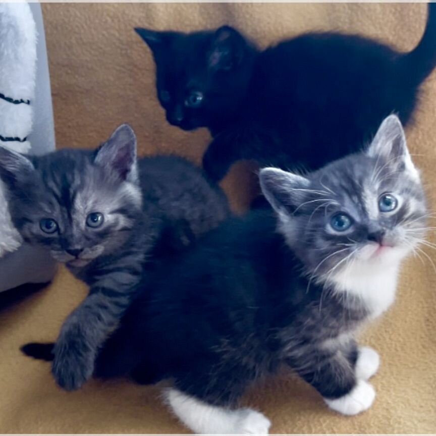 Котёнок от частного владельца