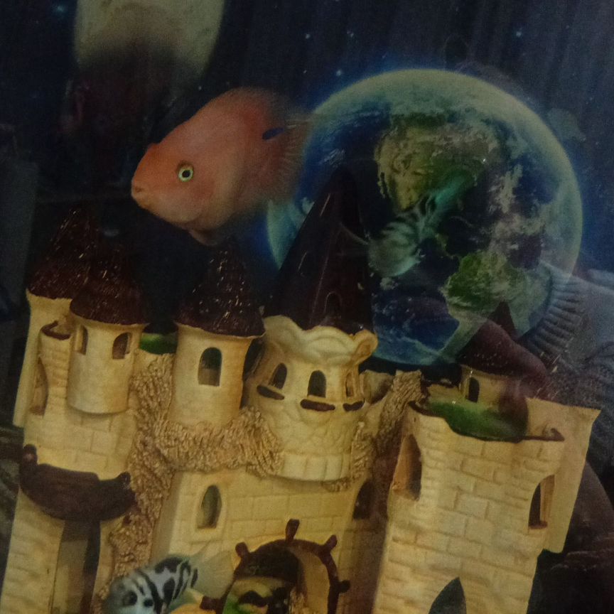 Рыба попугай красный