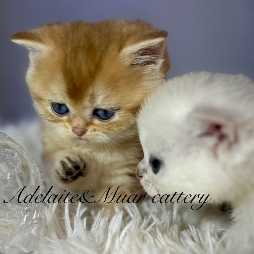 Британский короткошёрстный котёнок