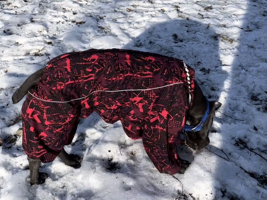 Дождевик для собаки For my dogs