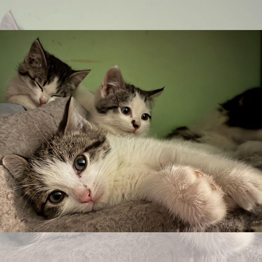 Котёнок в добрые руки