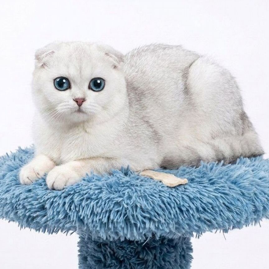 Шотландский вислоухий короткошёрстный, взрослый кот