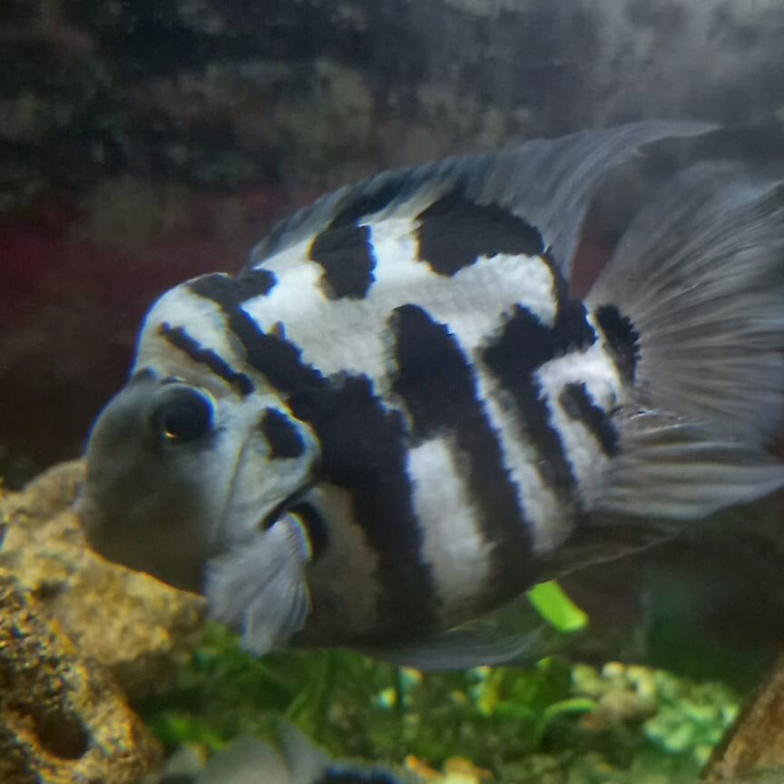 Брильянтовый попугай экстремального типа