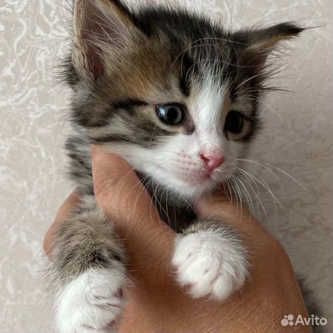 Котенок Тим