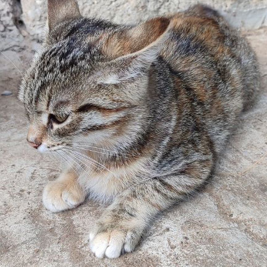 Котенок