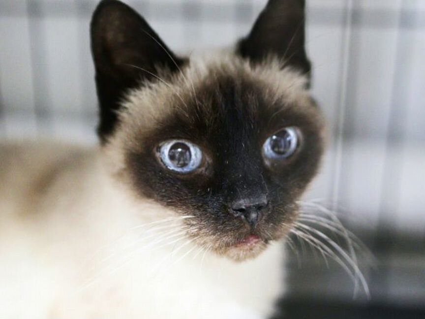 Стерилизованная Зифа ответственным людям