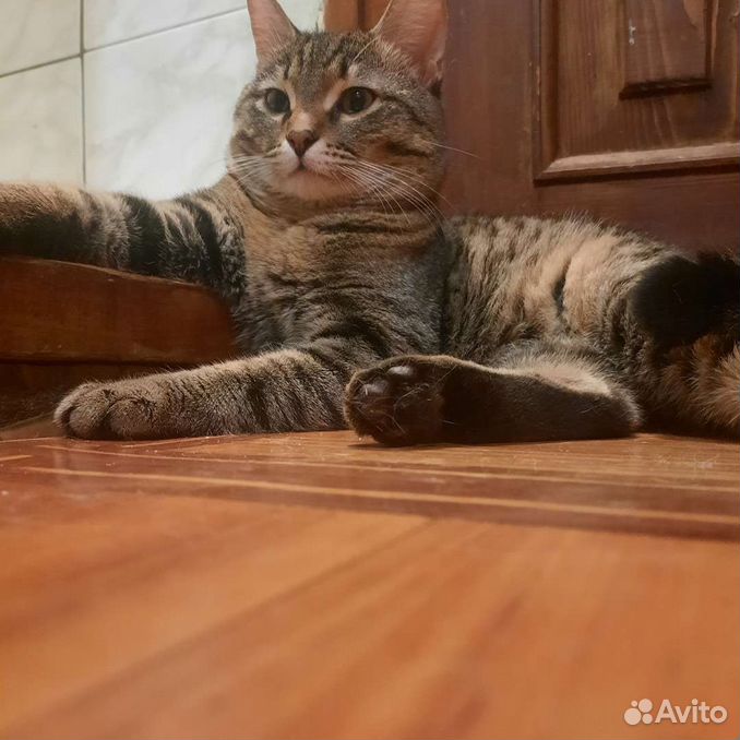 Котик добряк бесплатно в добрые руки