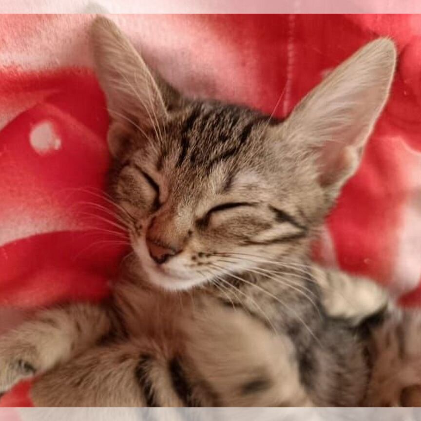 Котёнок орик
