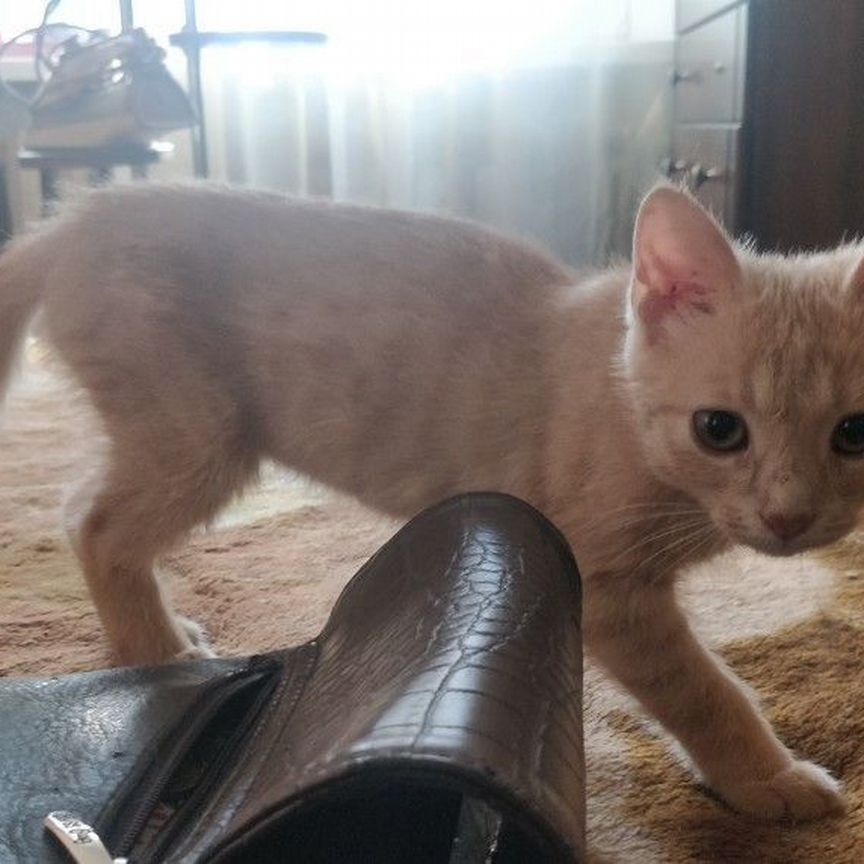 Рыжий котенок