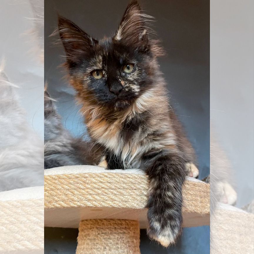 Мейн-кун котёнок