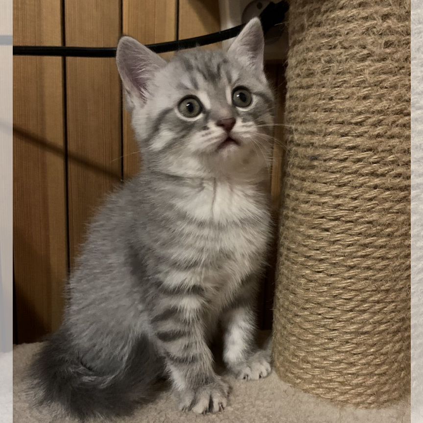 Шотландский прямоухий короткошёрстный котёнок