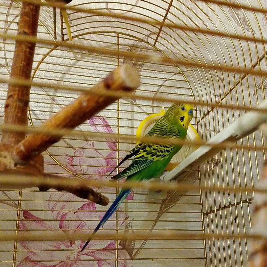 Волнистый попугай