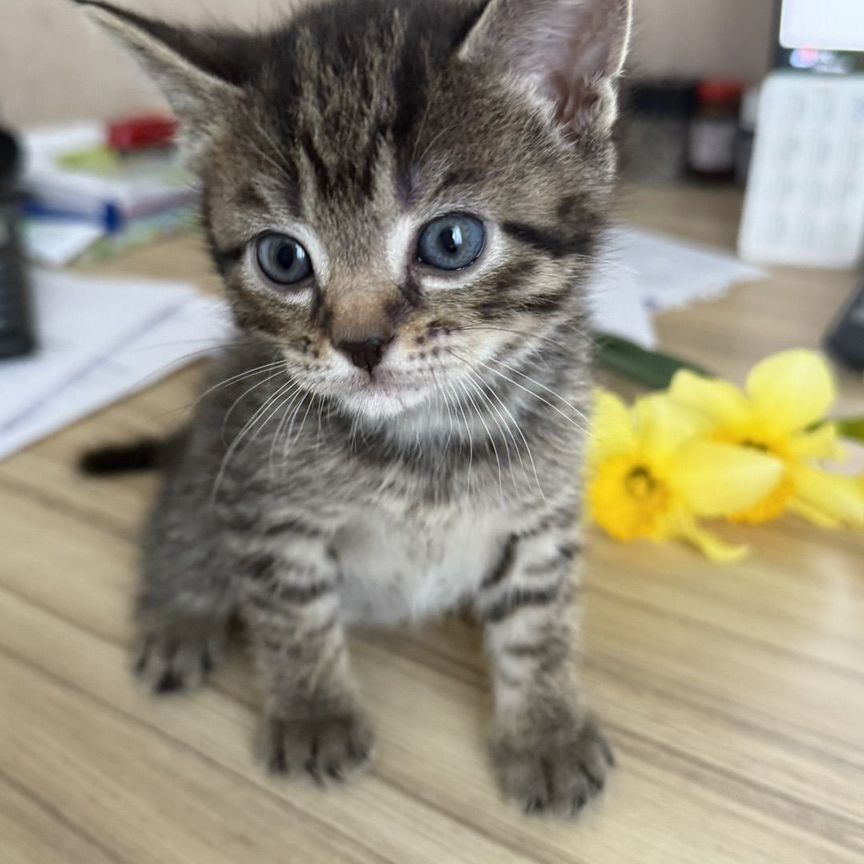 Котята