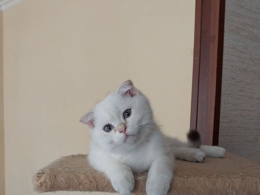 Шотлландский золотой поинт