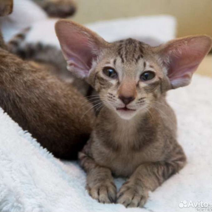 Ориентальные котята разного окраса