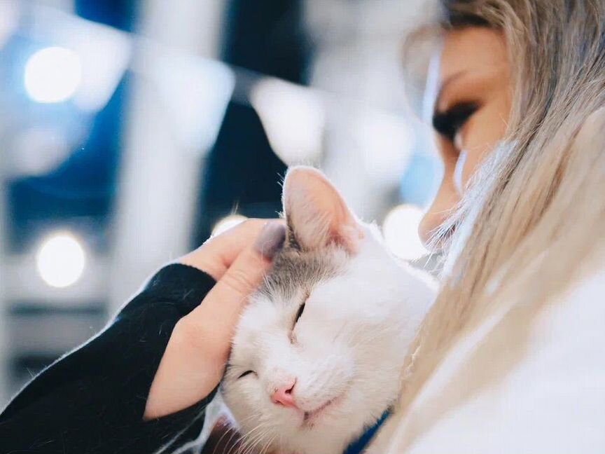 Кот Отис в добрые руки бесплатно