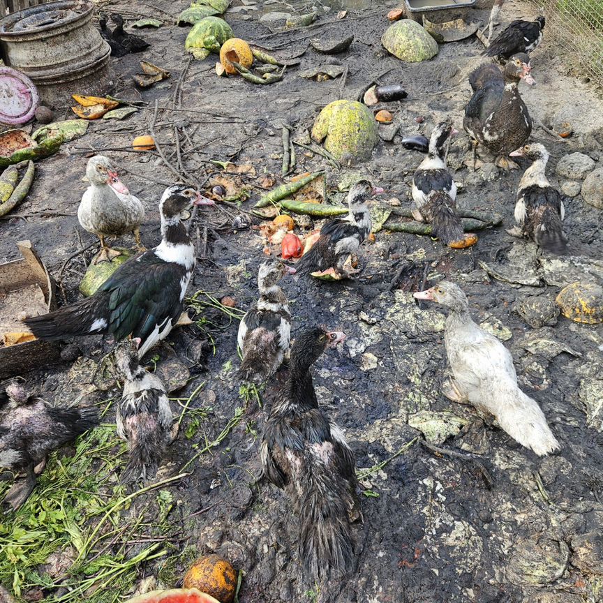 Утки шептуны