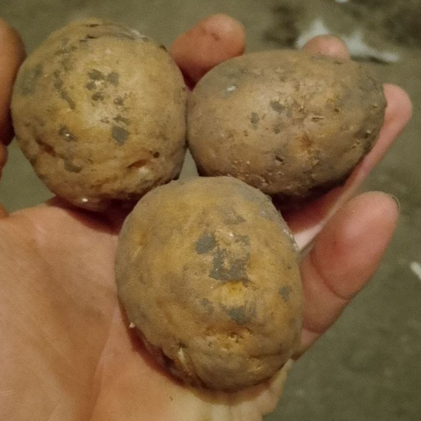 Картофель на корм скоту