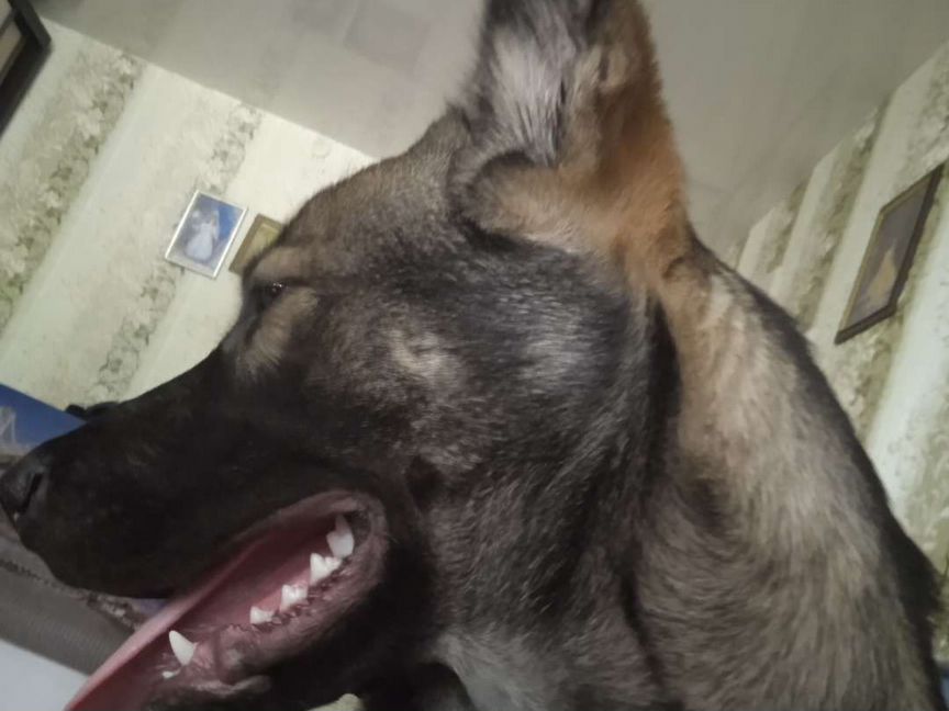 Собака в добрые руки дворняга