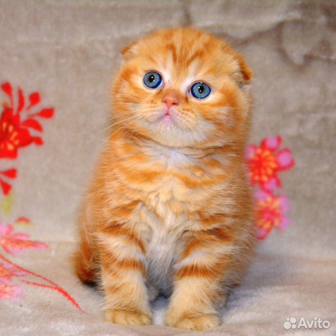 Шотландец красный мрамор котенок