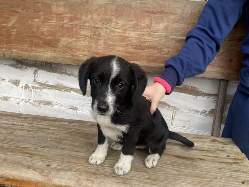 Щенок от мамы спаниеля в добрые руки