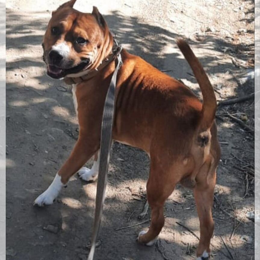 Вязка стаффордширский терьер мальчик