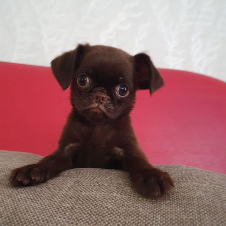 Малышка птишка