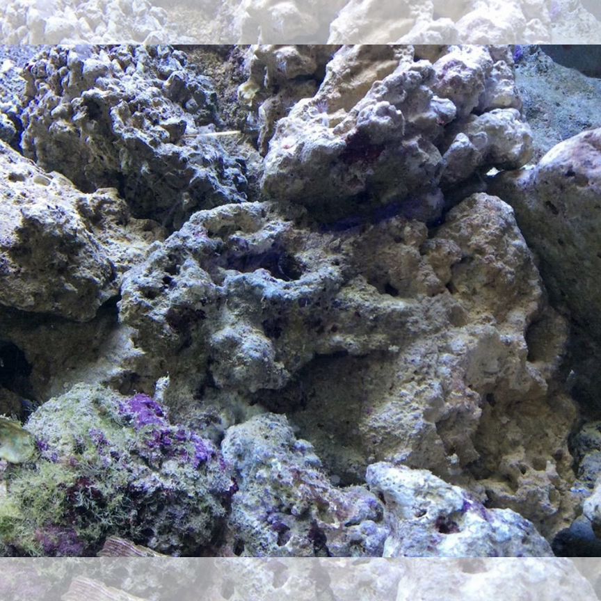 Камни живые для морского аквариума