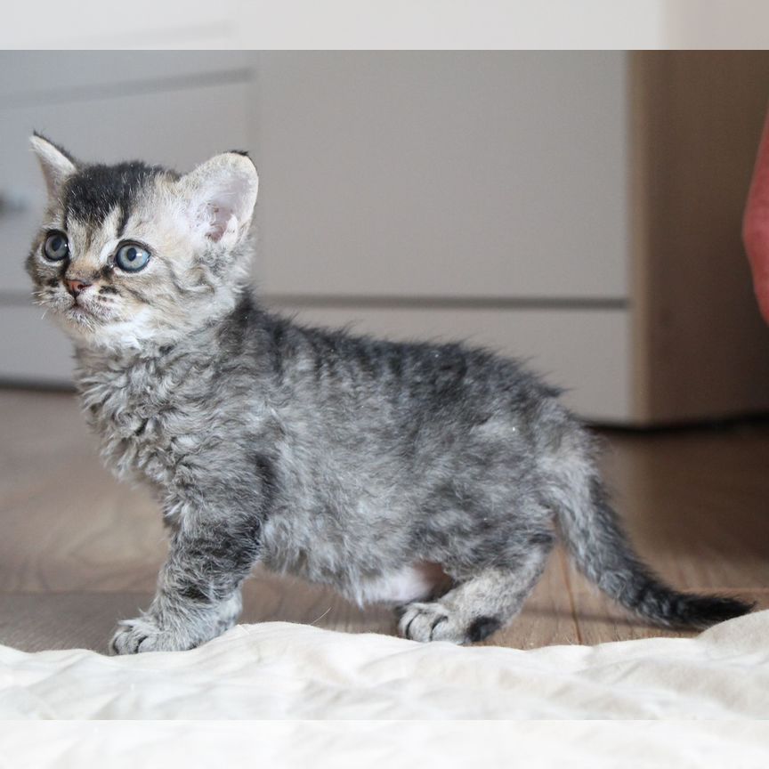 Экзотический котенок кудрявая Клюква