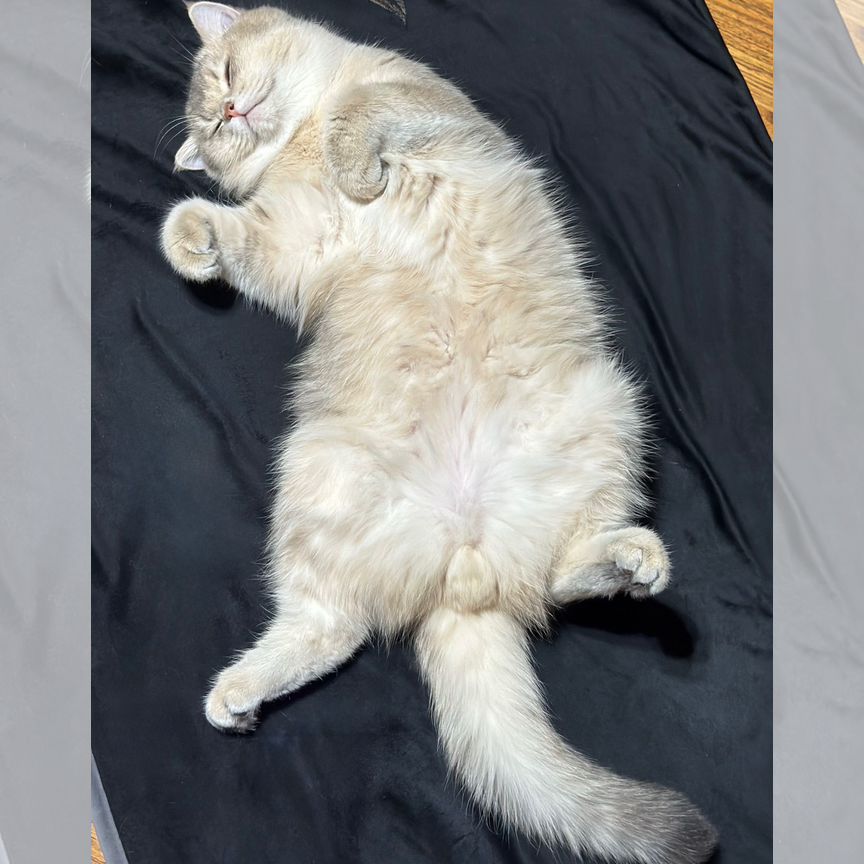 Британский короткошёрстный кот, взрослый