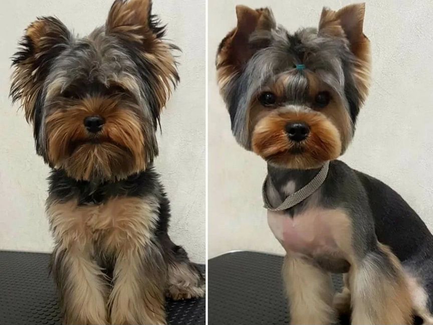 Йоркширский терьер