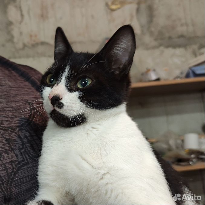 Котенок мальчик Фима