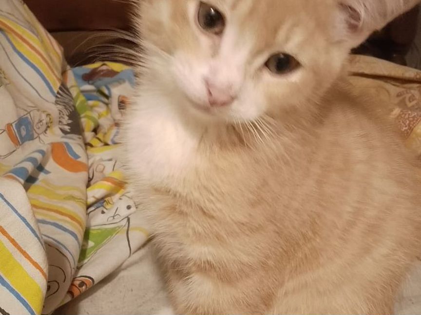 Котенок персиковый
