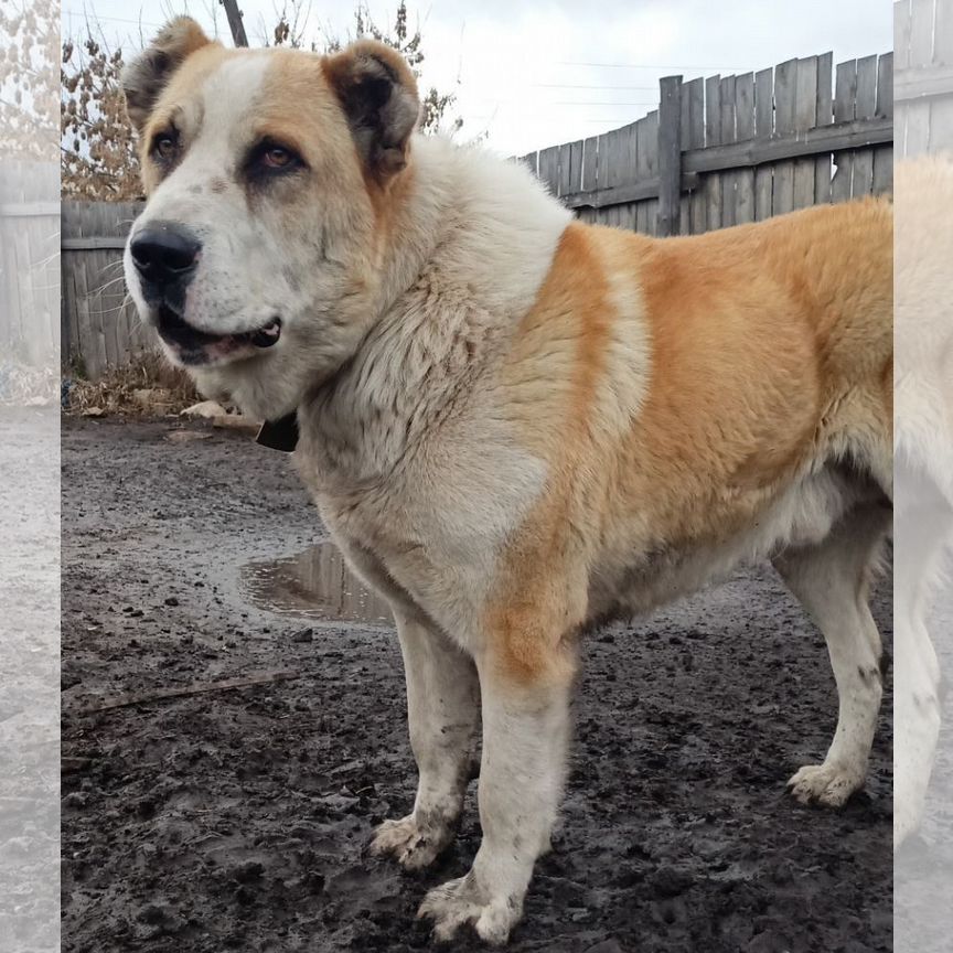 Вязка с а о, и азиатов