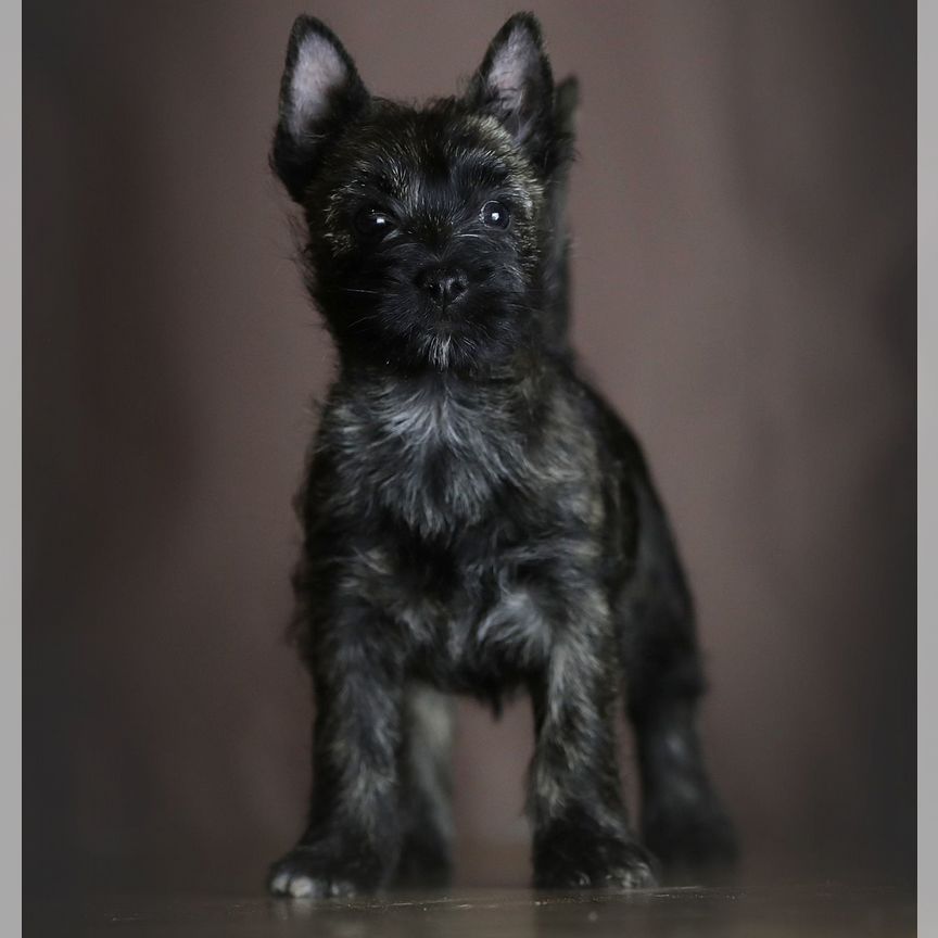 Керн-терьер, щенок