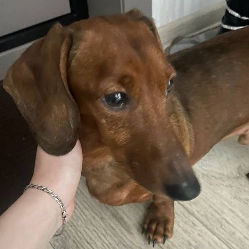 Такса, взрослый пёс